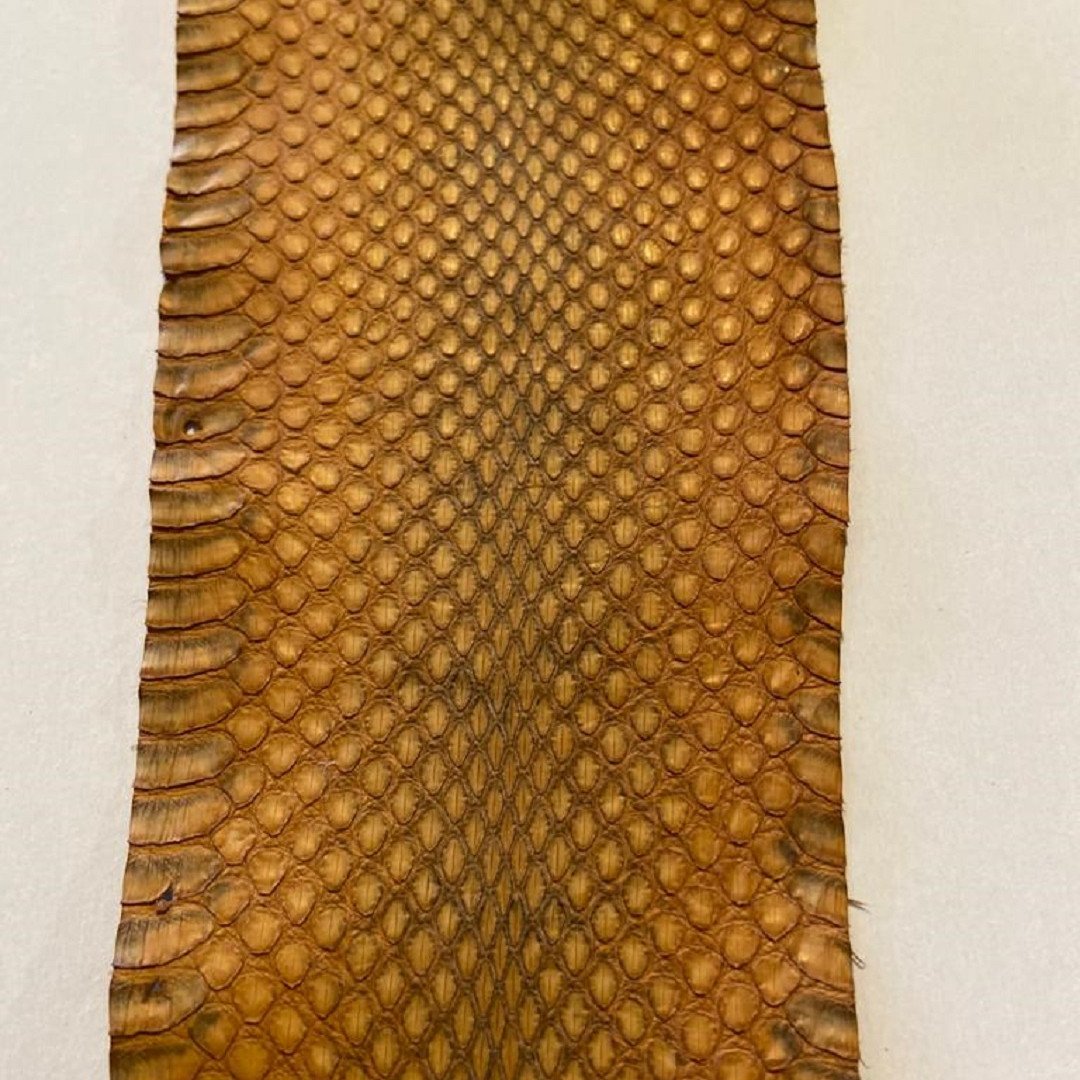 Serpente Ayers Cerberus F/C