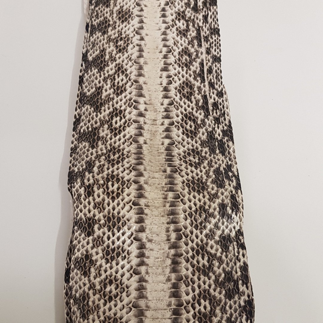 ELAPHE RADIATA BACK CUT 068